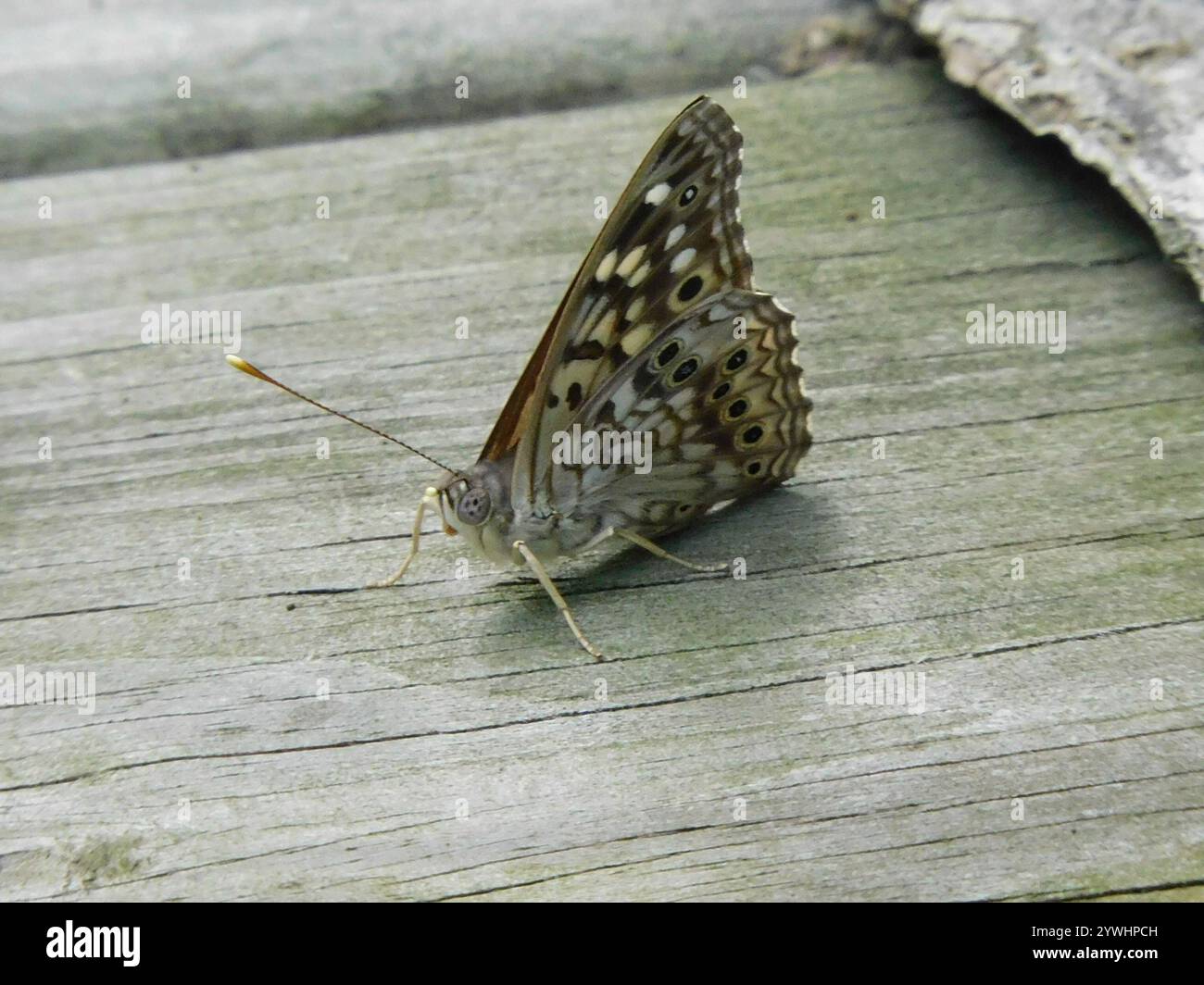 Hackberry Emperor (Asterocampa celtis Stock Photo - Alamy