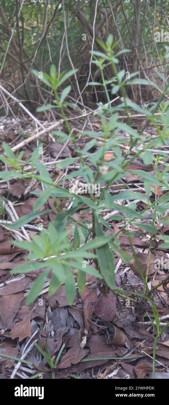 Scoparia weed hi-res stock photography and images - Alamy