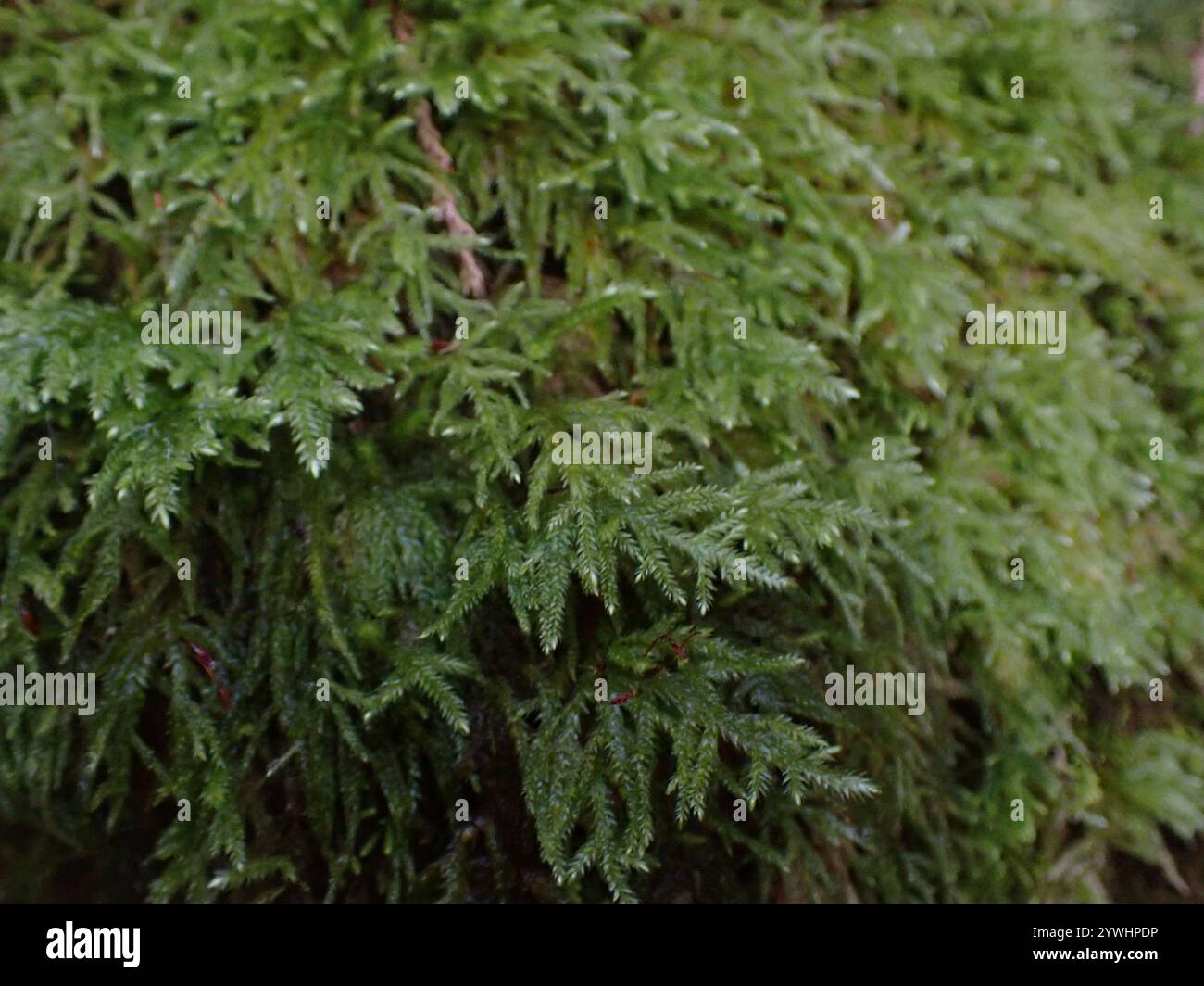Cat's Tail Moss (Pseudisothecium stoloniferum Stock Photo - Alamy