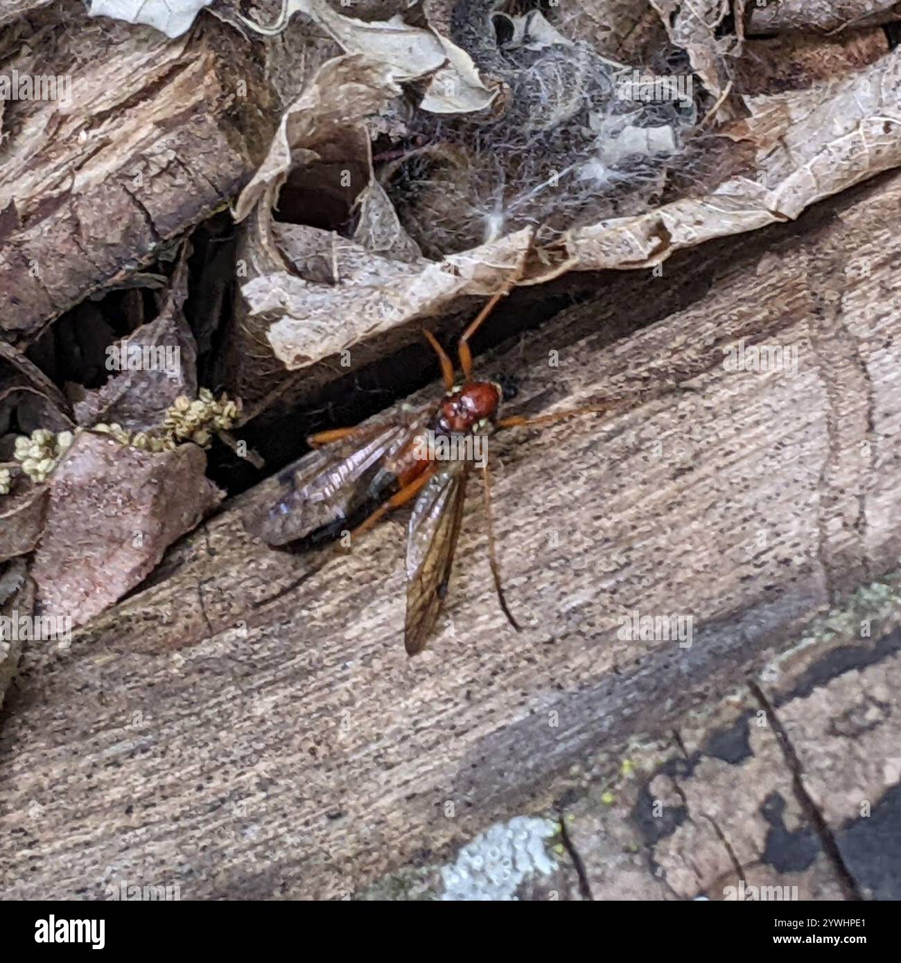 Antlered Crane Fly (Tanyptera dorsalis Stock Photo - Alamy