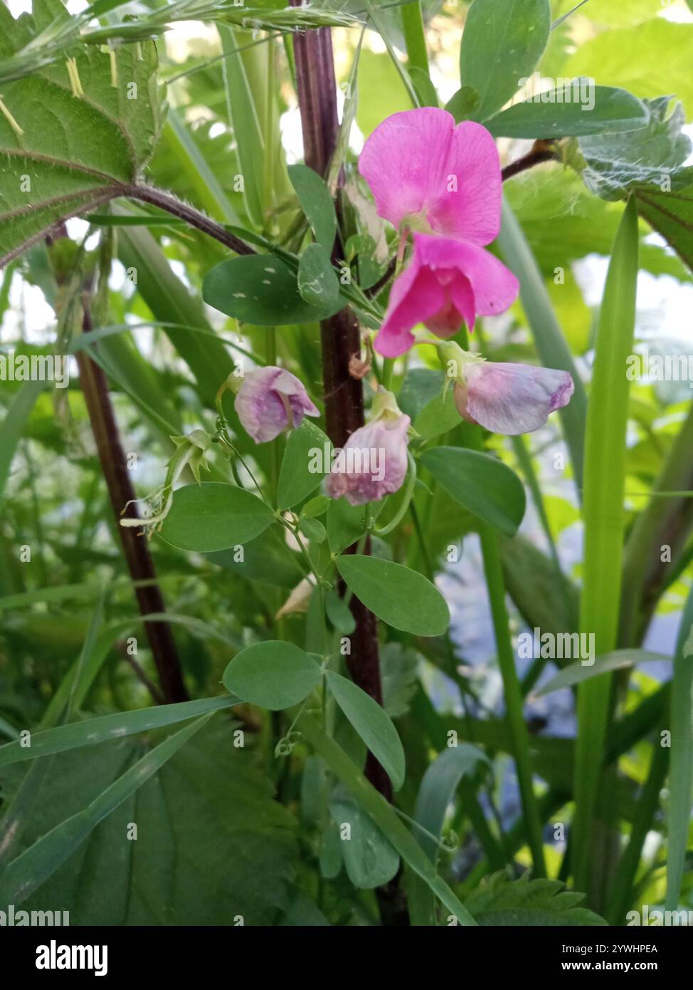 tuberous pea (Lathyrus tuberosus Stock Photo - Alamy