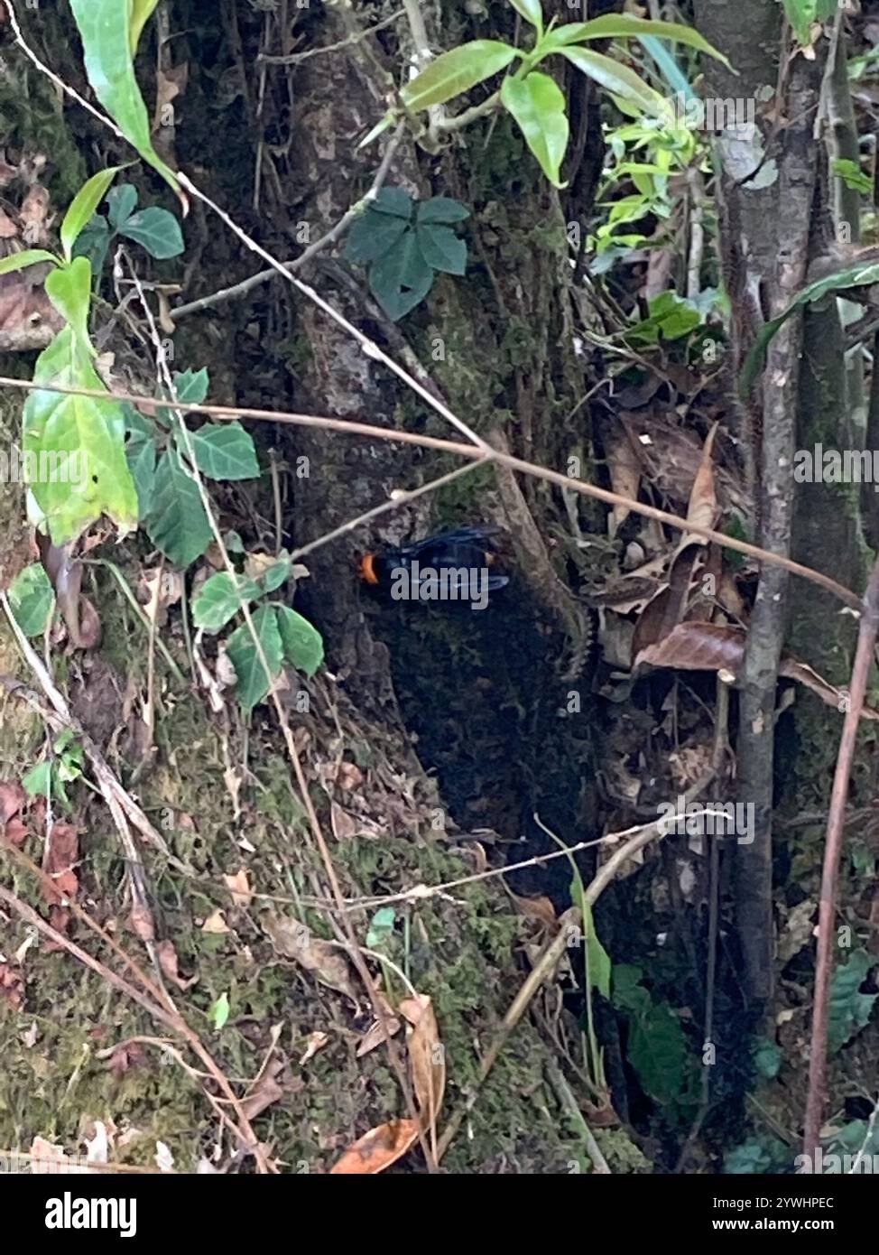Asian Giant Hornet (Vespa mandarinia Stock Photo - Alamy