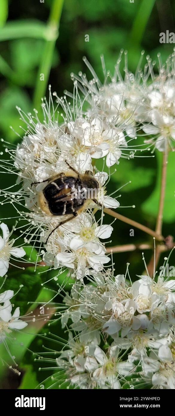 Bee-mimic Beetle (Trichiotinus assimilis Stock Photo - Alamy
