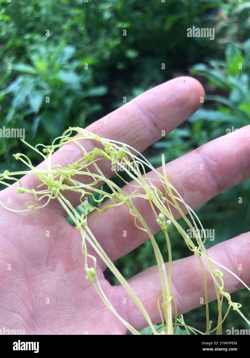 Field Dodder (Cuscuta campestris Stock Photo - Alamy