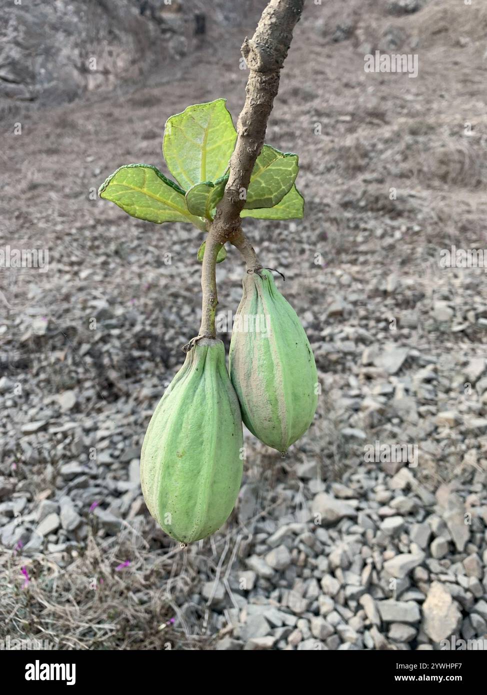 Mountain papaya (Vasconcellea candicans Stock Photo - Alamy
