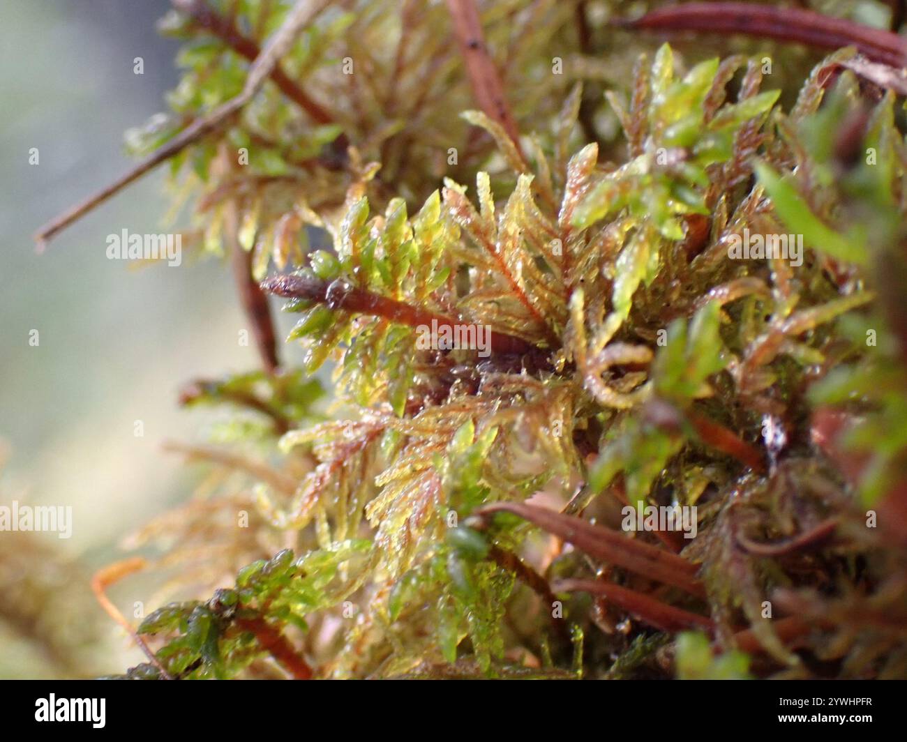 stairstep moss (Hylocomium splendens Stock Photo - Alamy