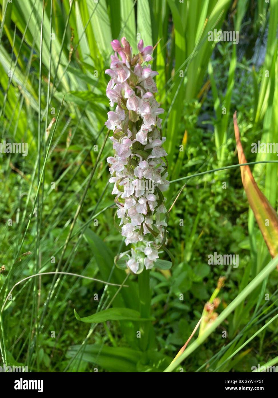 Early Marsh-orchid (Dactylorhiza incarnata Stock Photo - Alamy