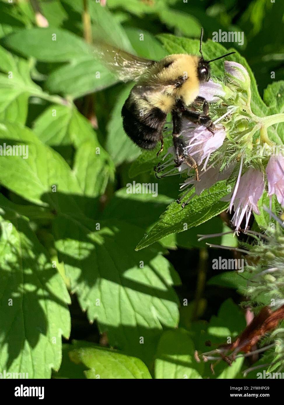 Two-spotted Bumble Bee (Bombus bimaculatus Stock Photo - Alamy
