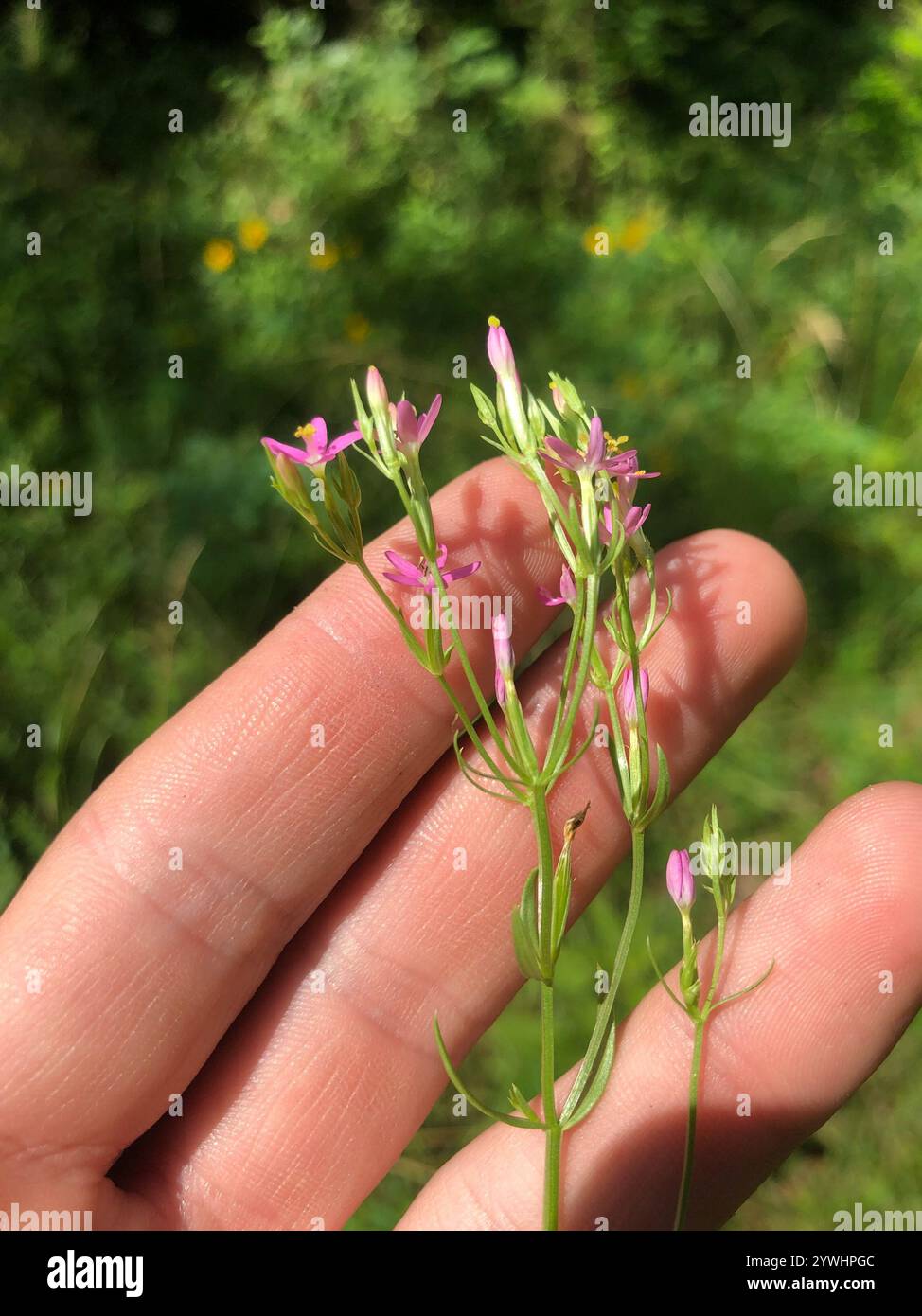 Lesser Centaury (Centaurium pulchellum Stock Photo - Alamy