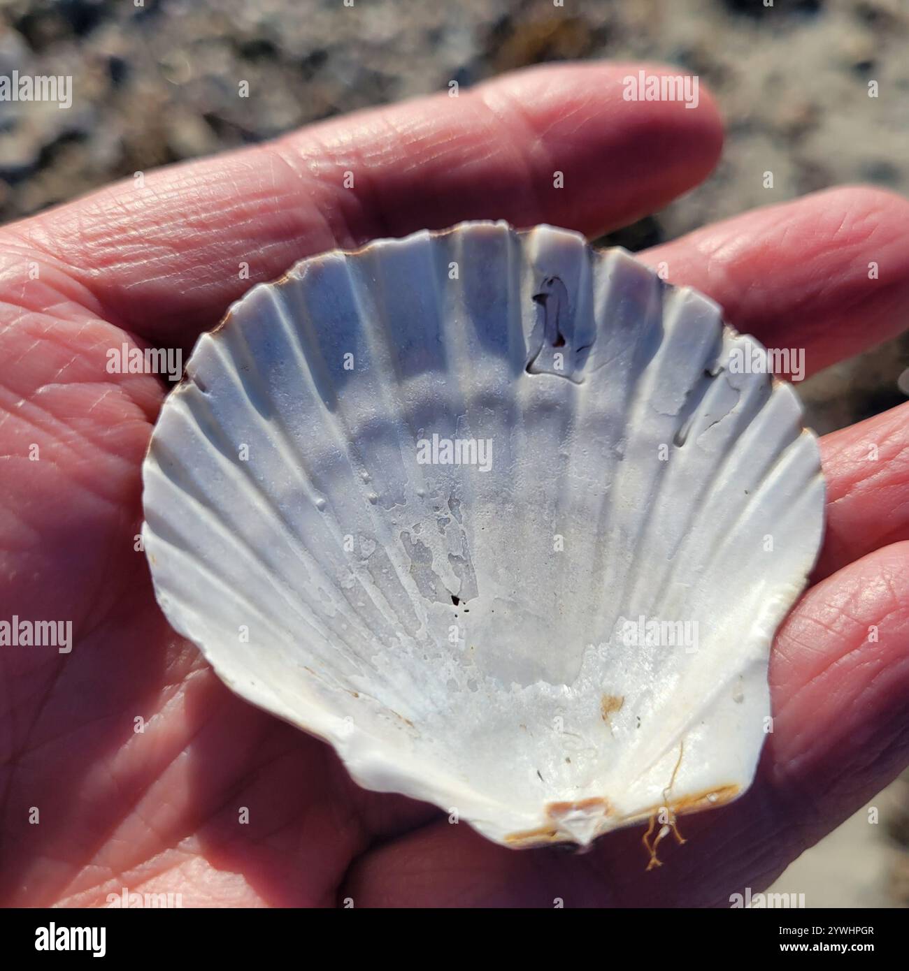 Atlantic Bay Scallop (Argopecten irradians Stock Photo - Alamy