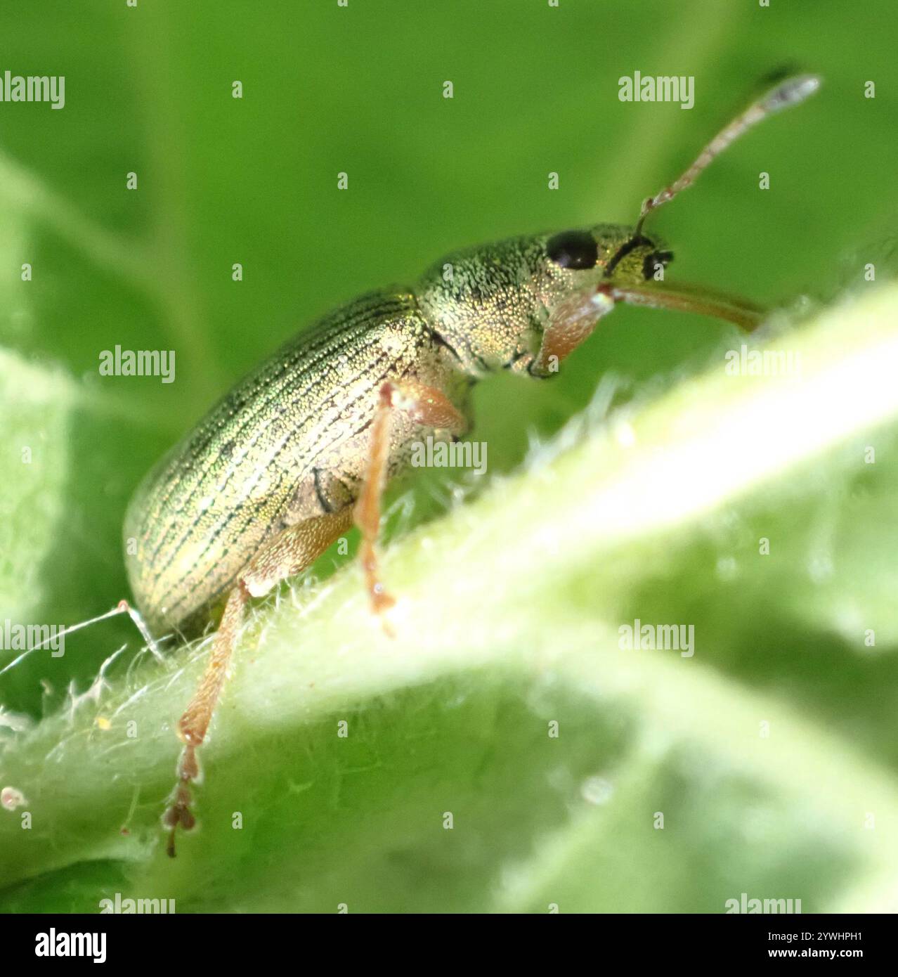 Green Immigrant Leaf Weevil (Polydrusus formosus Stock Photo - Alamy