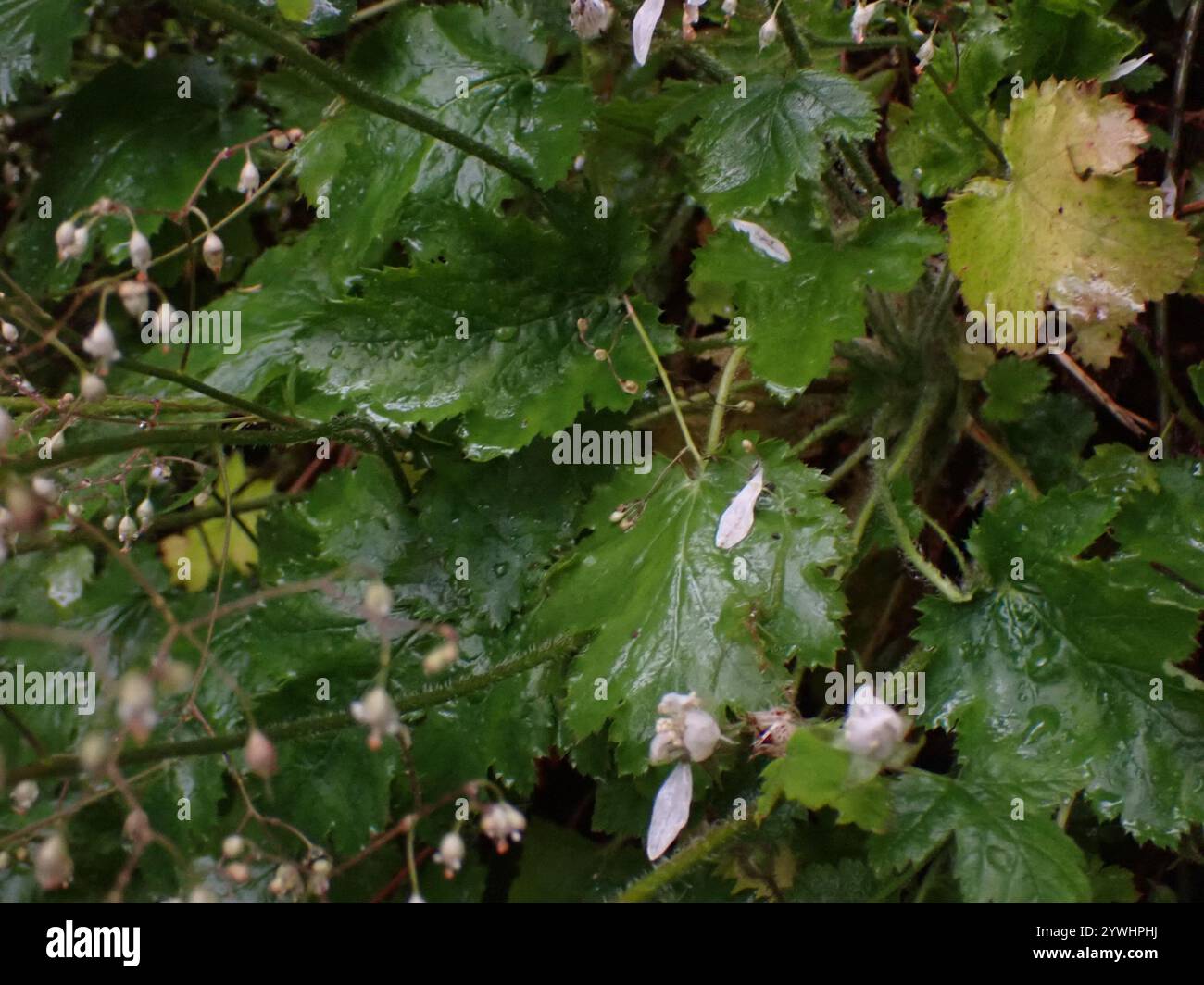 crevice alumroot (Heuchera micrantha Stock Photo - Alamy