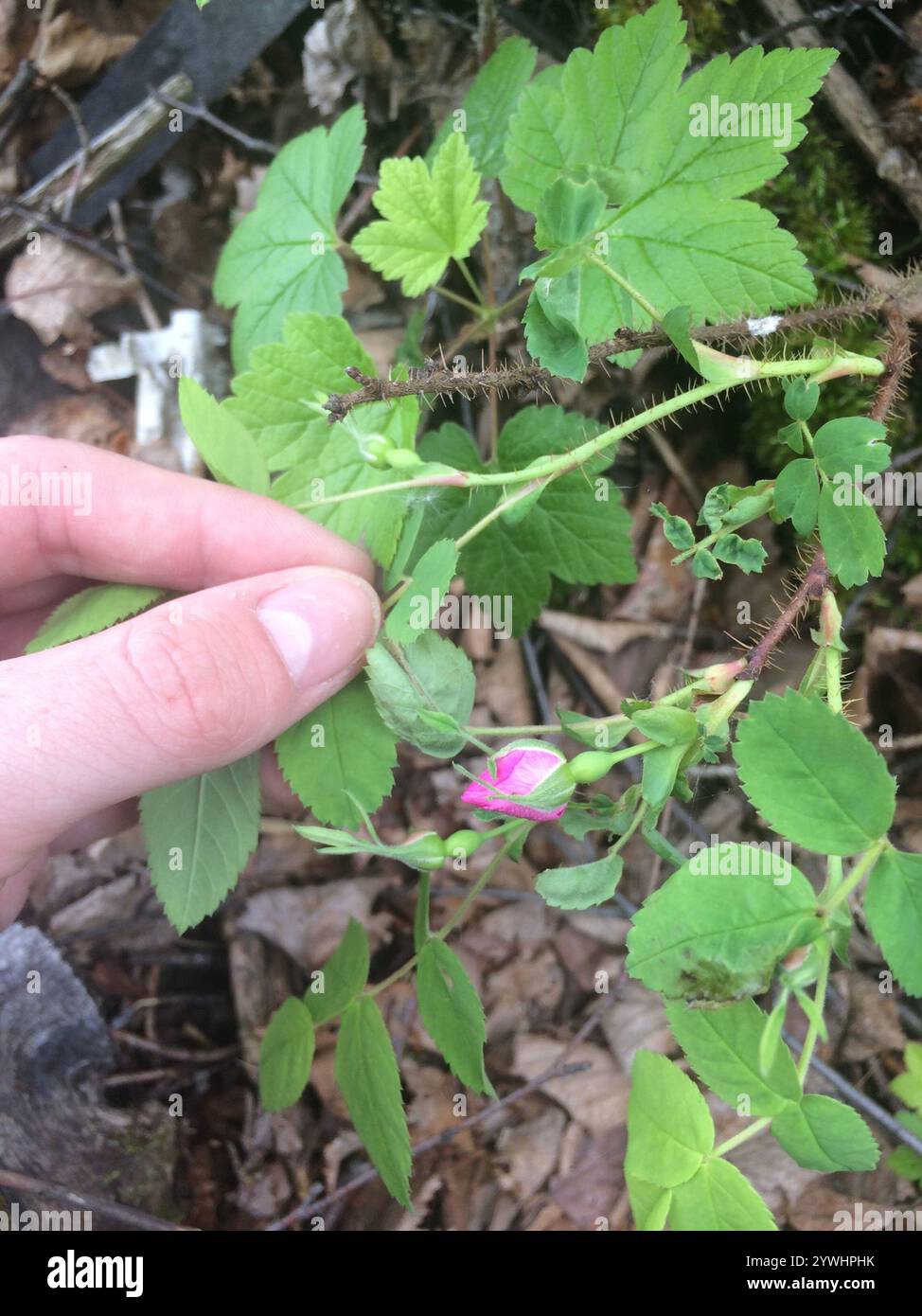 Prickly Wild Rose (Rosa acicularis Stock Photo - Alamy