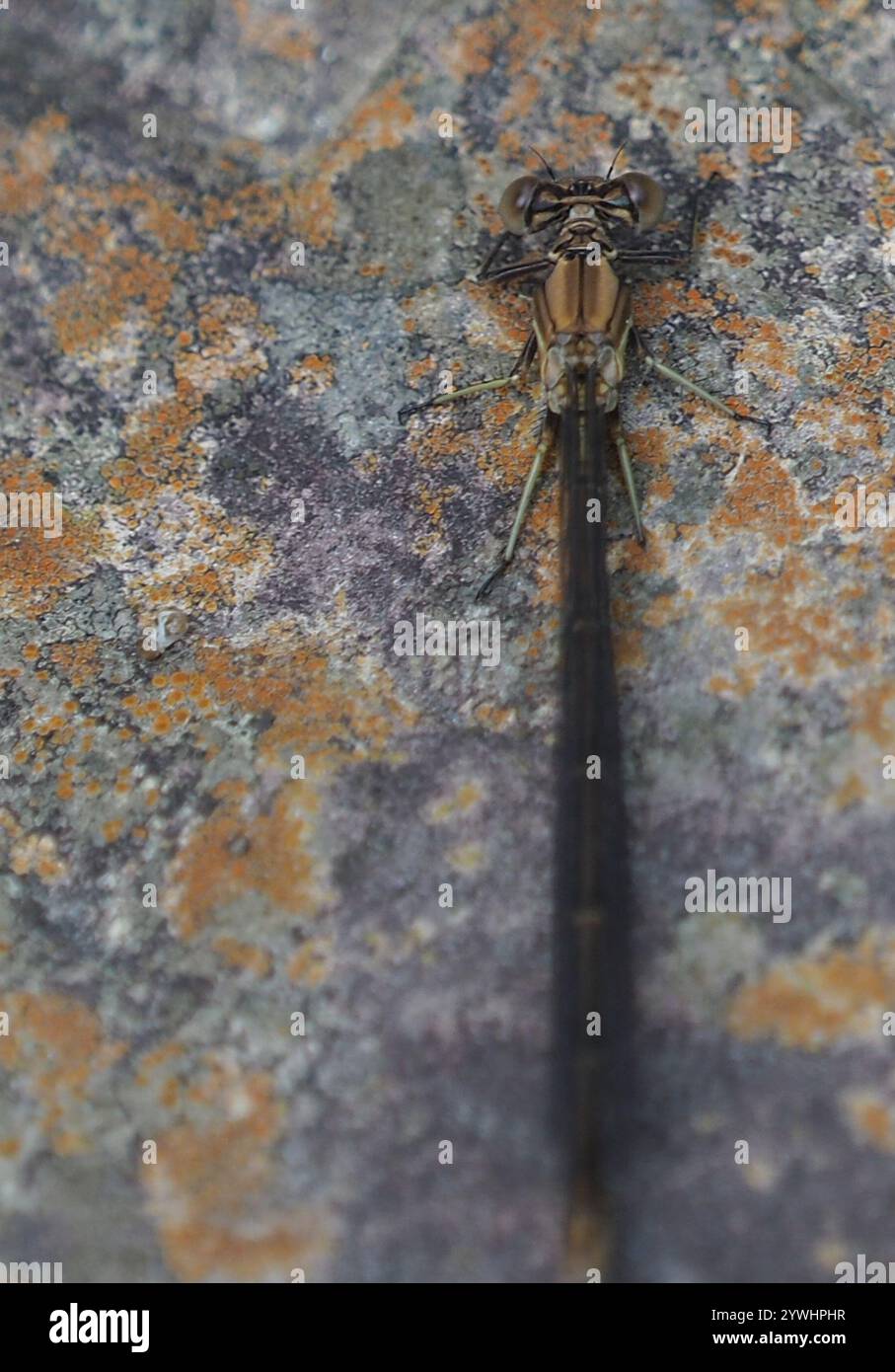 Powdered Dancer (Argia moesta Stock Photo - Alamy