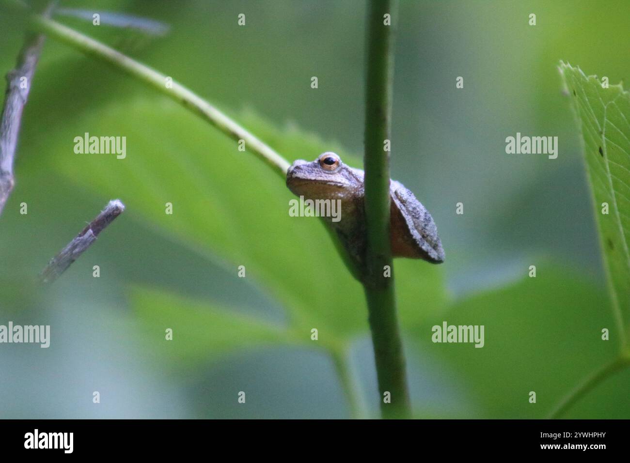 Spring Peeper (Pseudacris crucifer Stock Photo - Alamy