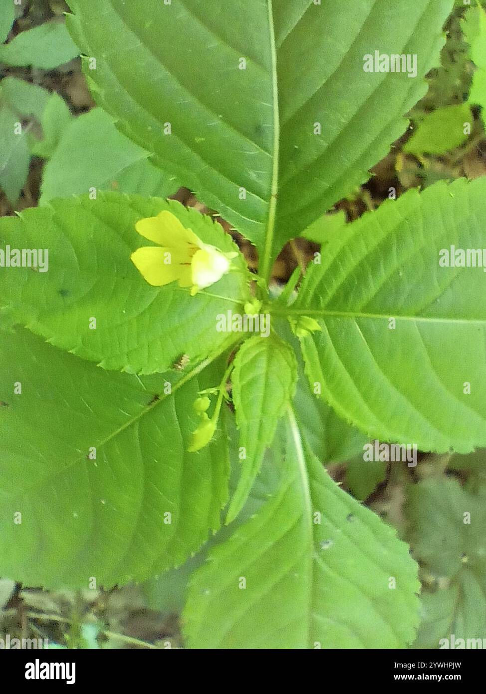 small balsam (Impatiens parviflora Stock Photo - Alamy