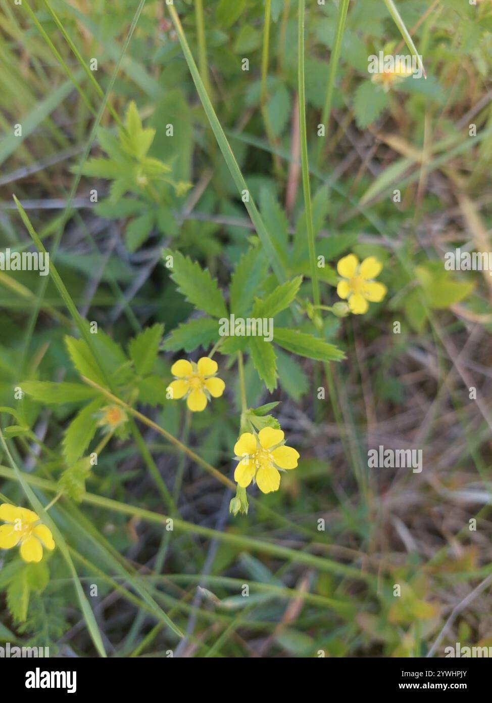 common cinquefoil (Potentilla simplex Stock Photo - Alamy