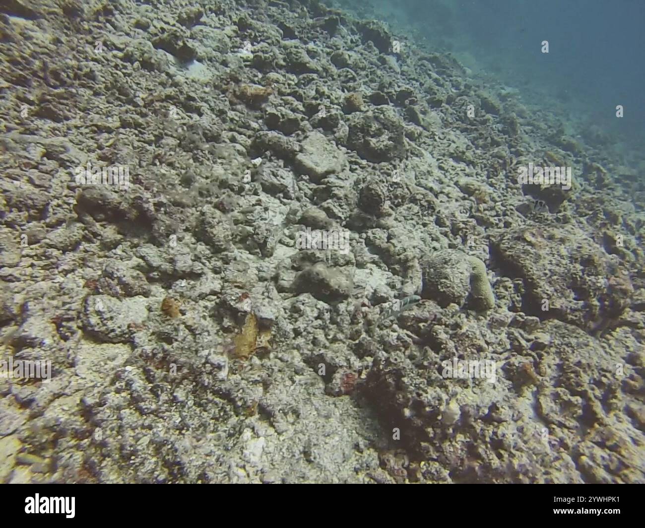 Ray-finned Fishes (Actinopterygii Stock Photo - Alamy