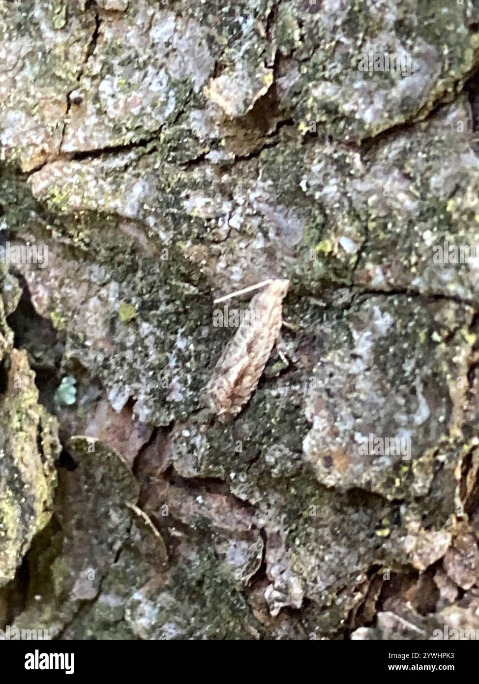 Tortricid Leafroller Moths (Tortricidae Stock Photo - Alamy