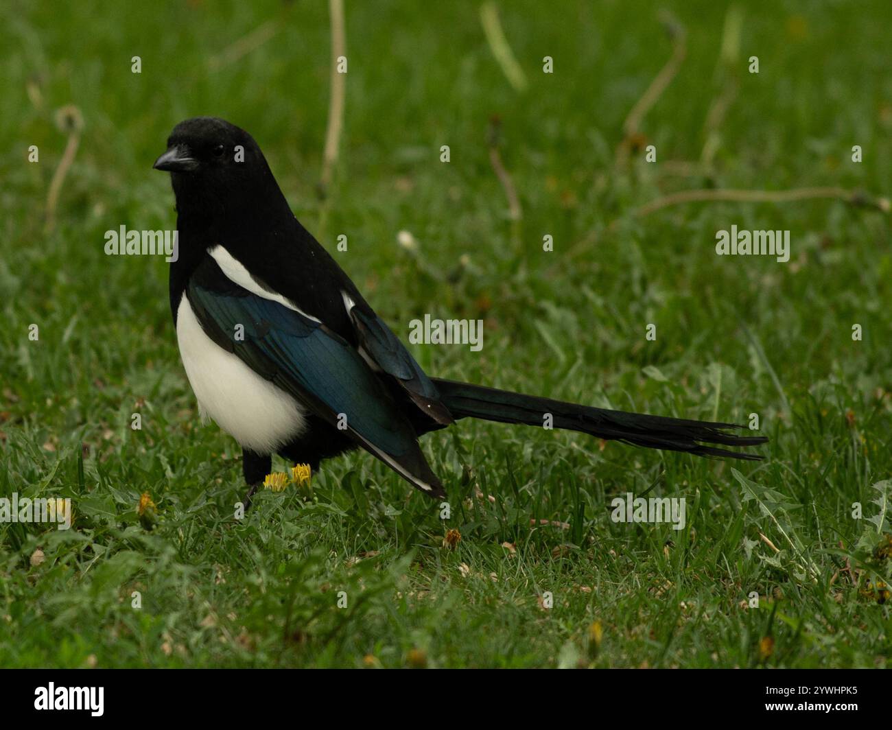 Black-billed Magpie (Pica hudsonia Stock Photo - Alamy