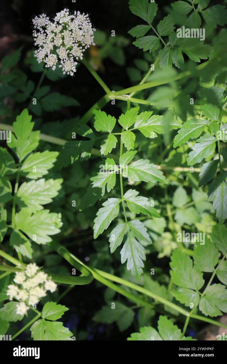 water parsley (Oenanthe sarmentosa Stock Photo - Alamy