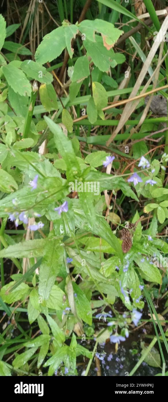 American brooklime hi-res stock photography and images - Alamy