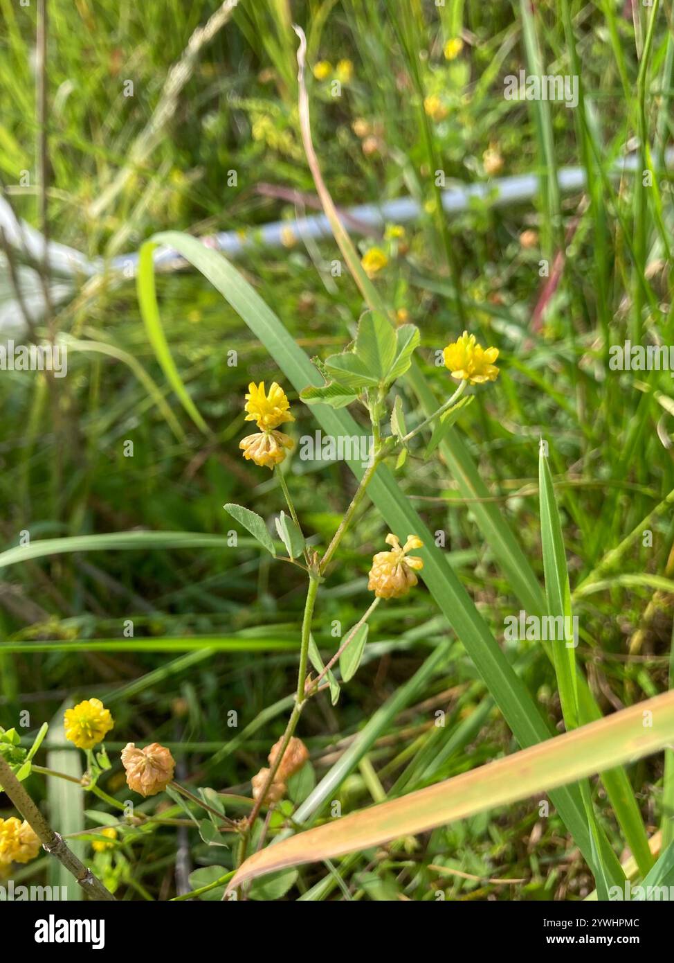 hop trefoil (Trifolium campestre Stock Photo - Alamy