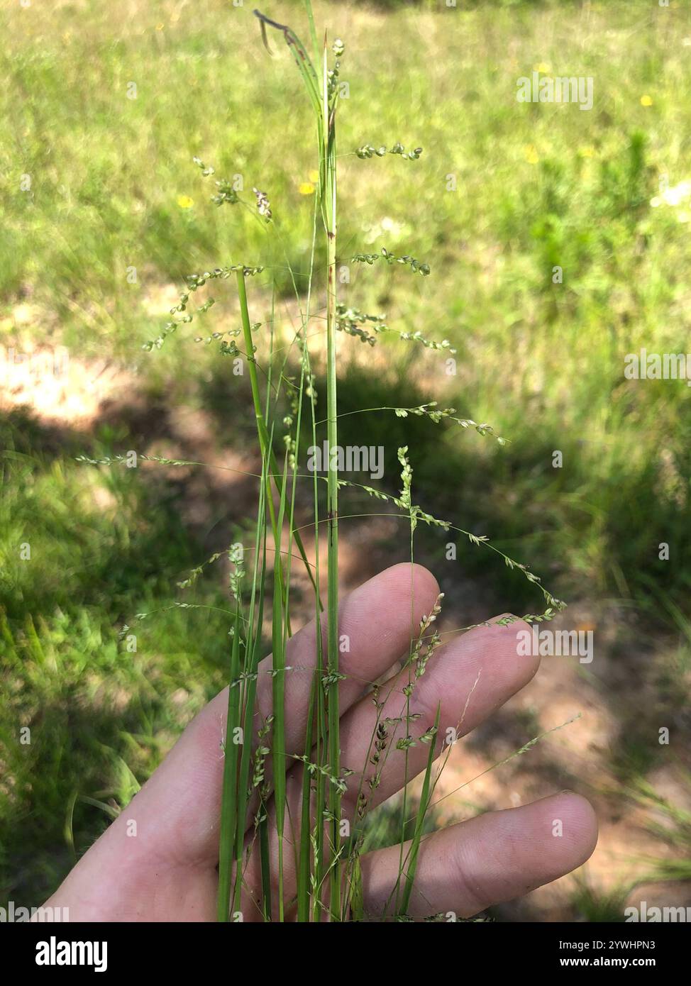 Gaping Panicgrass (Steinchisma hians Stock Photo - Alamy