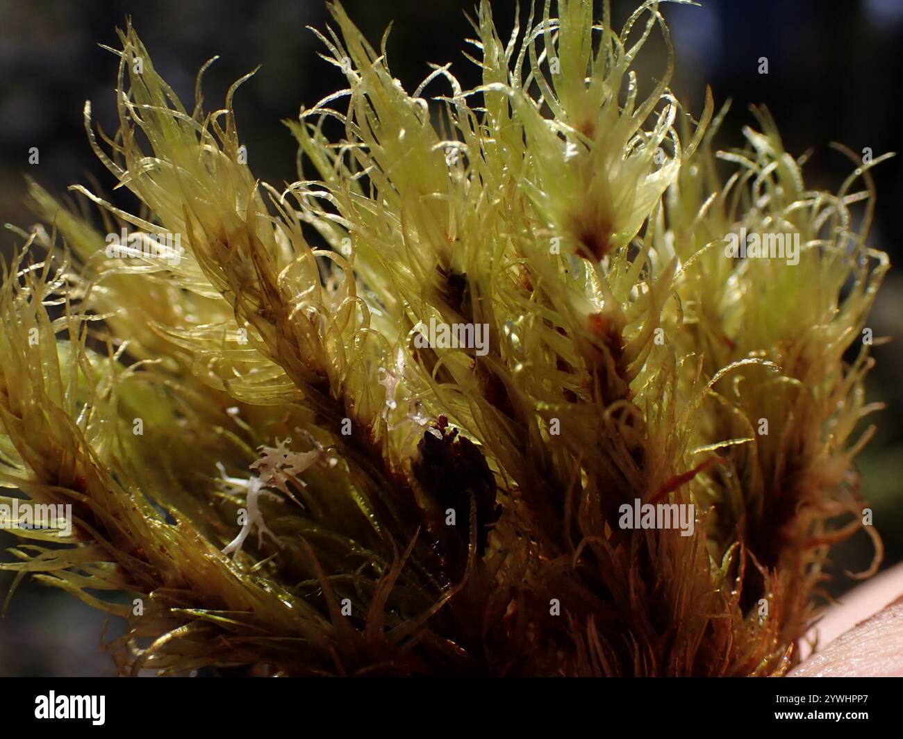 Bog Broom Moss (Dicranum undulatum Stock Photo - Alamy