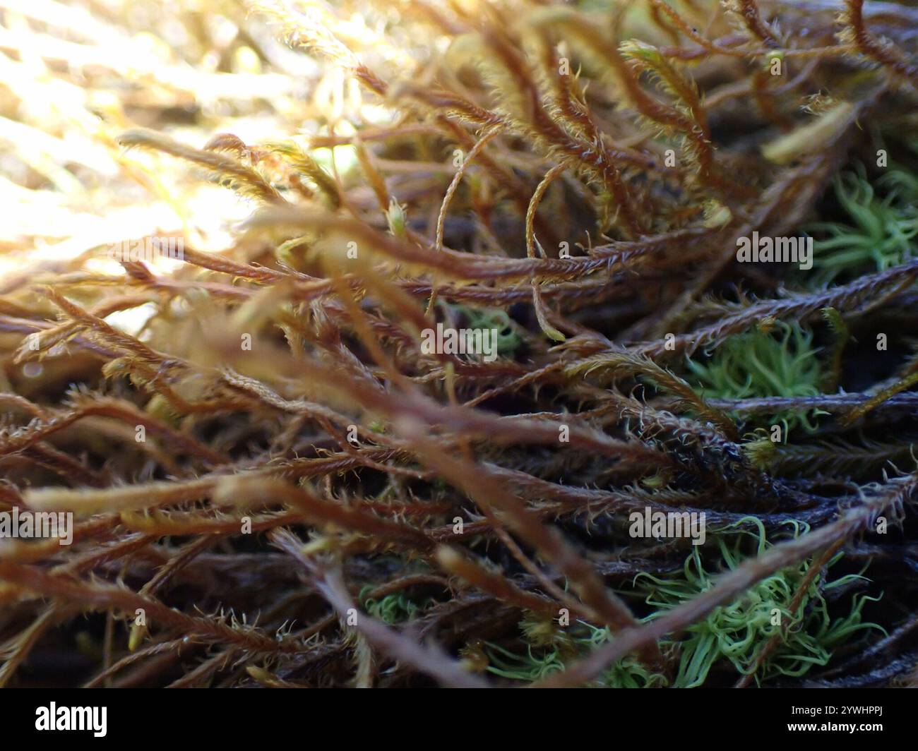 Bent Scissor-leaved Liverwort (Herbertus aduncus Stock Photo - Alamy