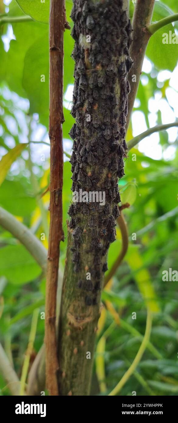 Giant Willow Aphid (Tuberolachnus salignus Stock Photo - Alamy
