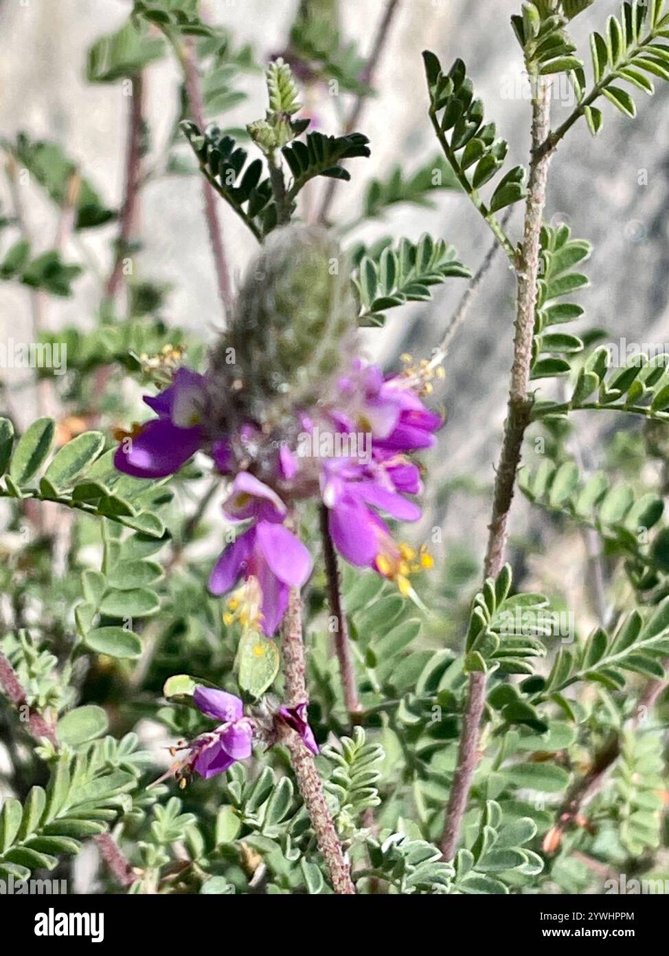 Dalea bicolor hi-res stock photography and images - Alamy