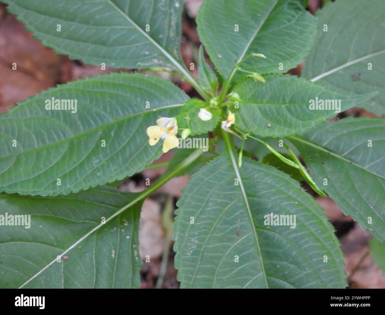 small balsam (Impatiens parviflora Stock Photo - Alamy