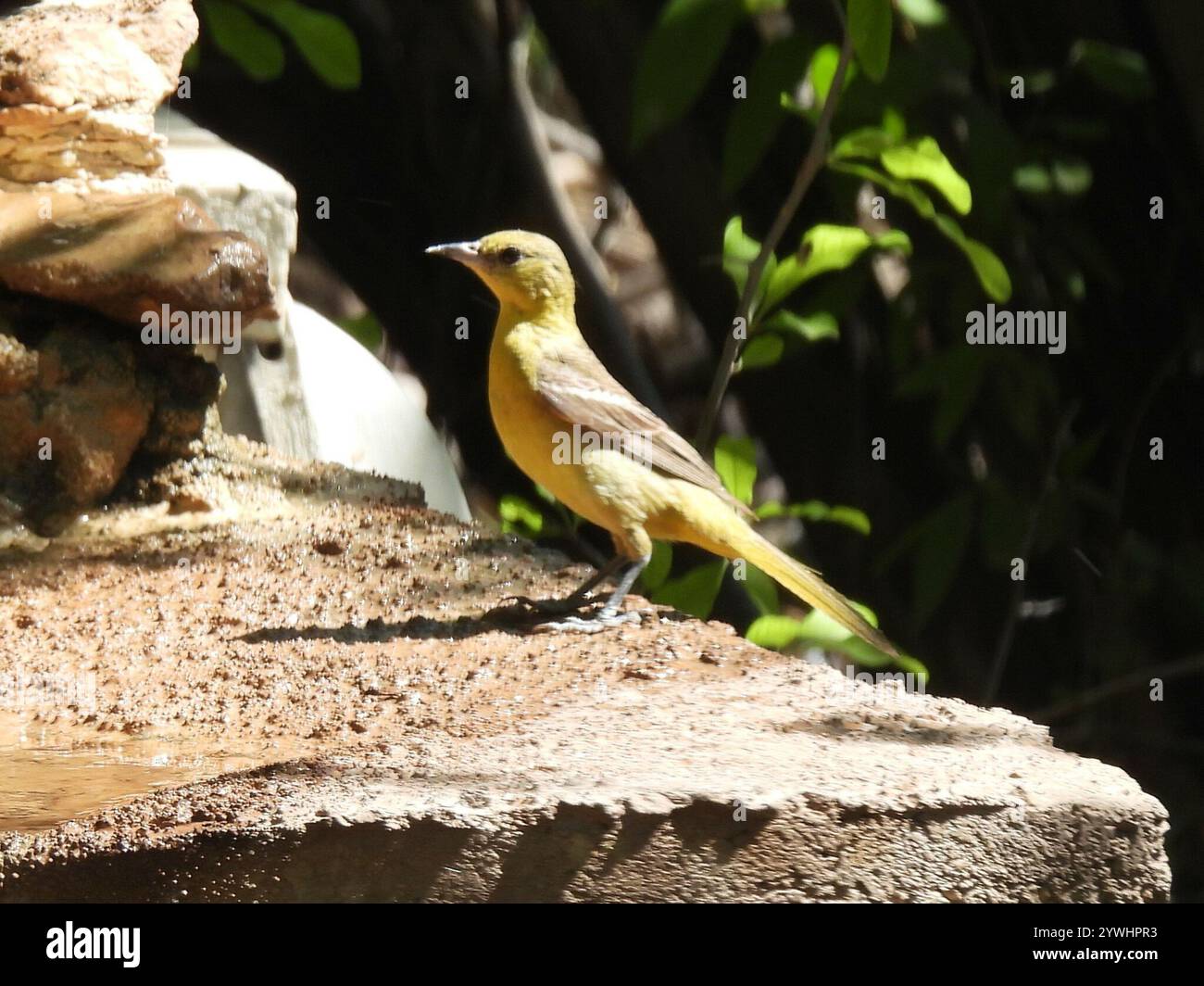 Orchard Oriole (Icterus spurius Stock Photo - Alamy