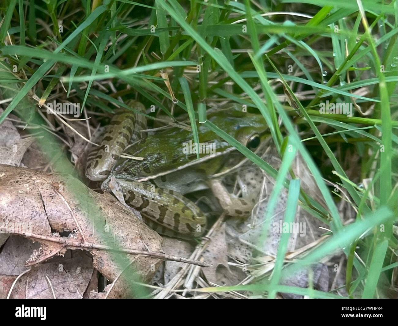 Southern Leopard Frog (Lithobates sphenocephalus Stock Photo - Alamy