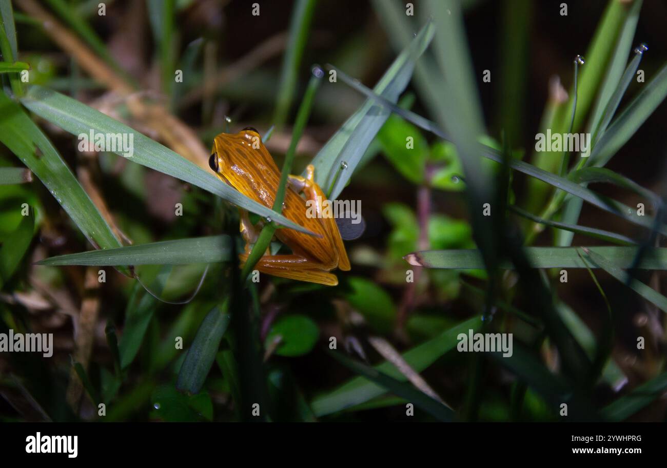 Cope's Eastern Paraguay Tree Frog (Boana polytaenia Stock Photo - Alamy