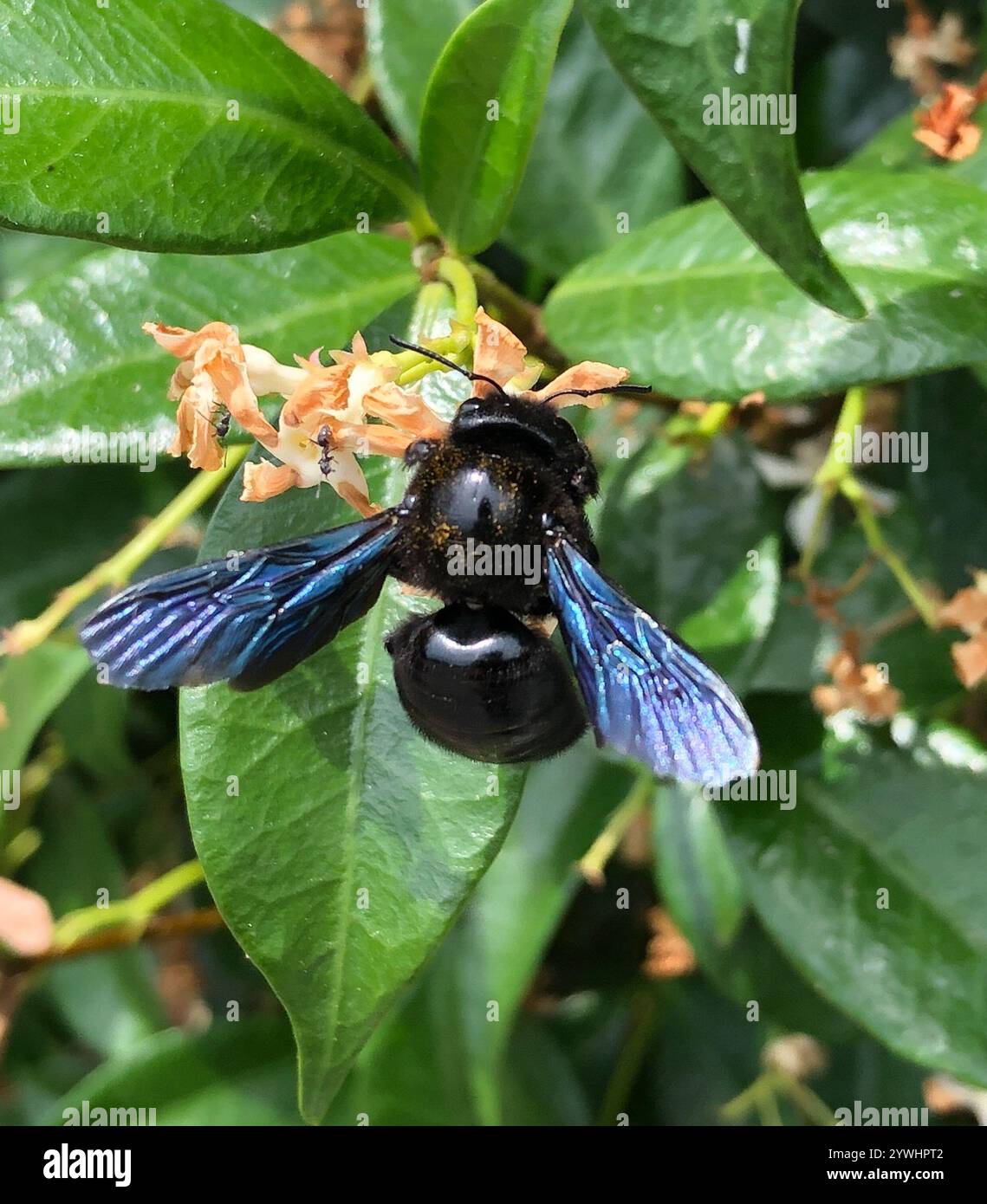 Violet Carpenter Bee (Xylocopa violacea Stock Photo - Alamy