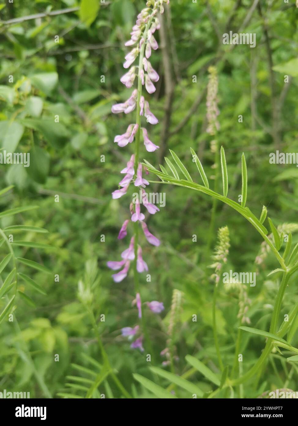 Fine leaved vetch vicia tenuifolia hi-res stock photography and images ...