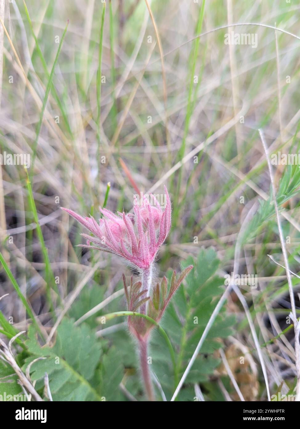 prairie smoke (Geum triflorum Stock Photo - Alamy