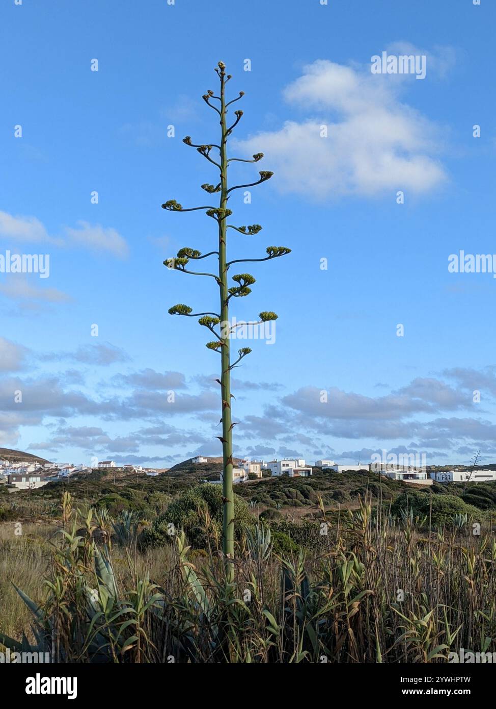 American century plant (Agave americana Stock Photo - Alamy