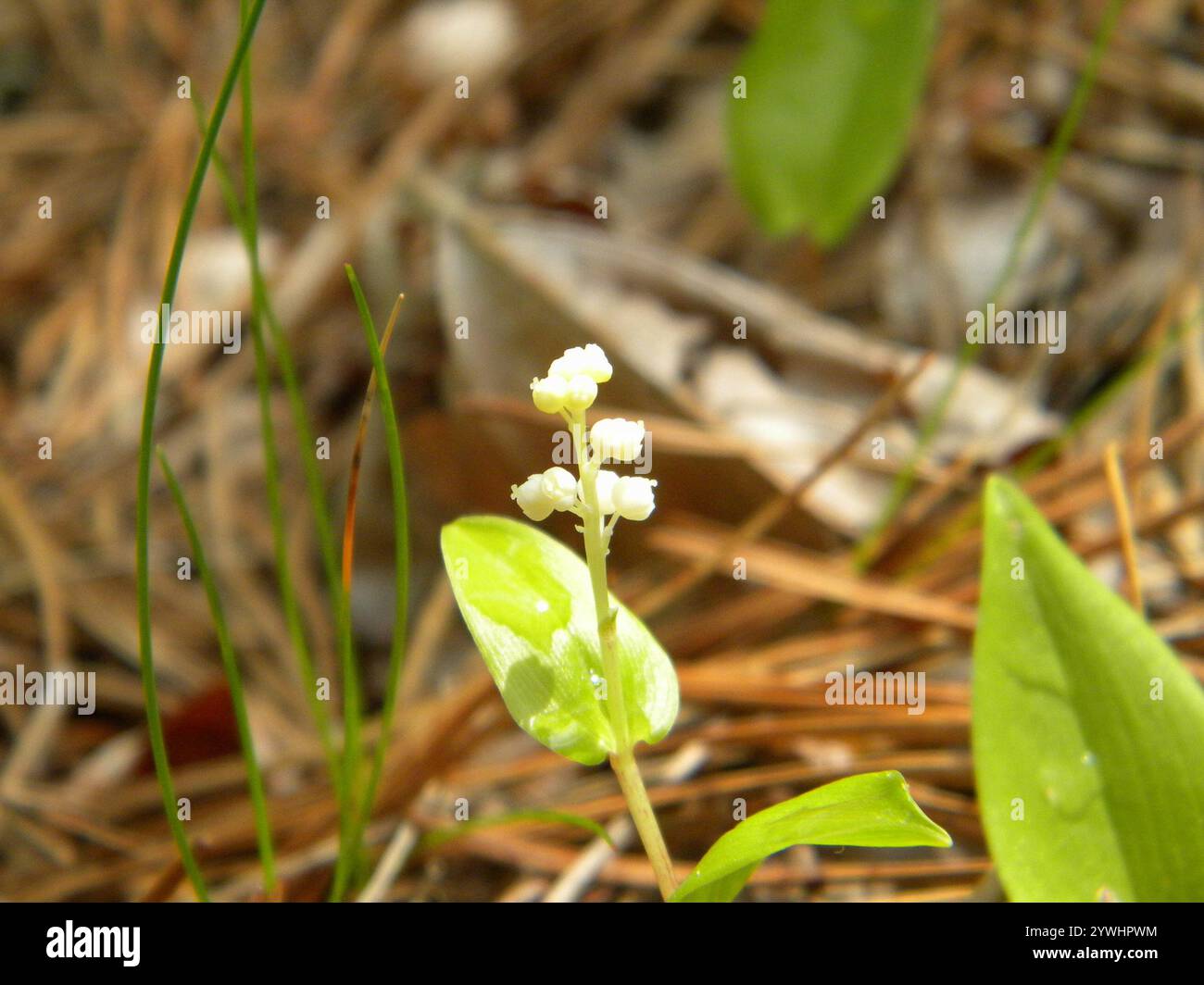 Canada mayflower (Maianthemum canadense Stock Photo - Alamy