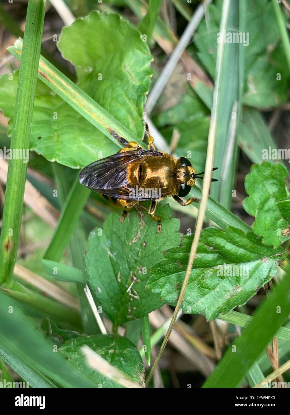 Aurulentus hi-res stock photography and images - Alamy