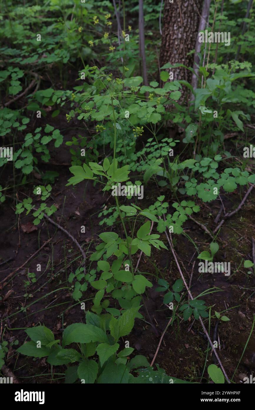 yellow pimpernel (Taenidia integerrima Stock Photo - Alamy