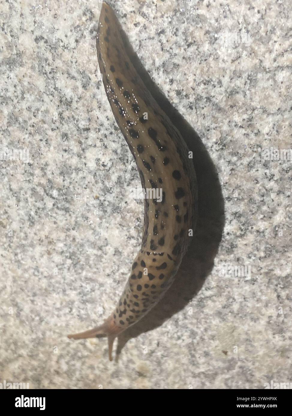 Leopard Slug (Limax maximus Stock Photo - Alamy