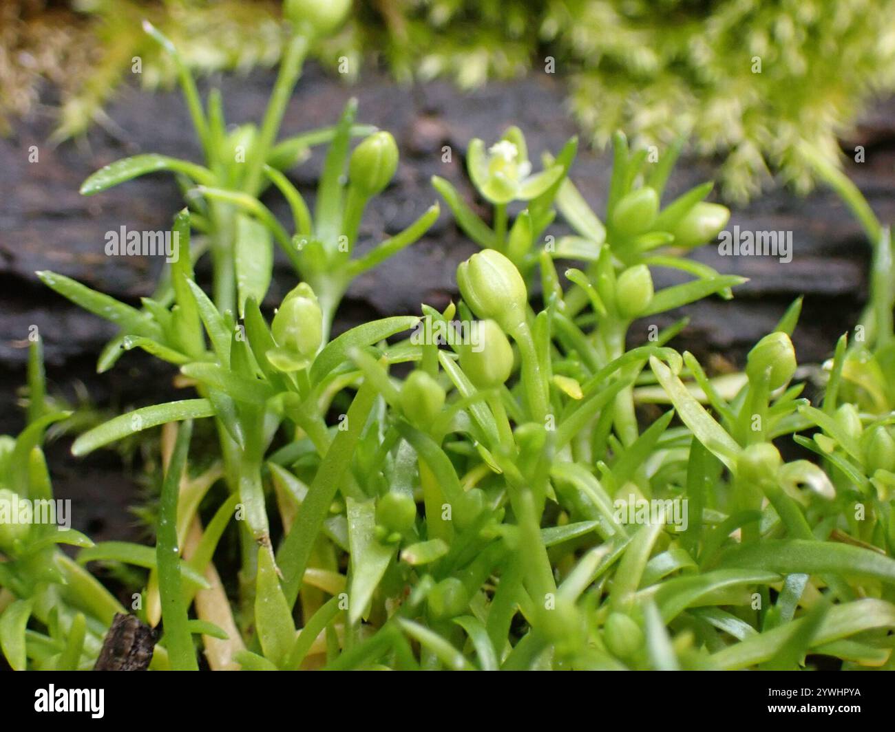Procumbent Pearlwort (Sagina procumbens Stock Photo - Alamy