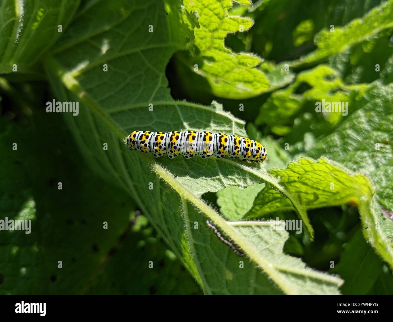 Mullein Moth (Cucullia verbasci Stock Photo - Alamy