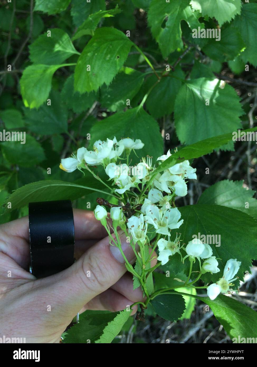 Glabrous-fruit Fireberry Hawthorn (Crataegus chrysocarpa phoeniceoides ...