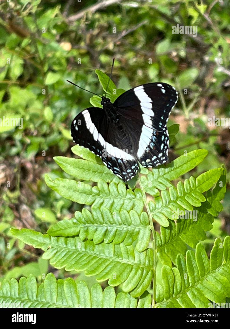 American White Admiral (Limenitis arthemis arthemis Stock Photo - Alamy