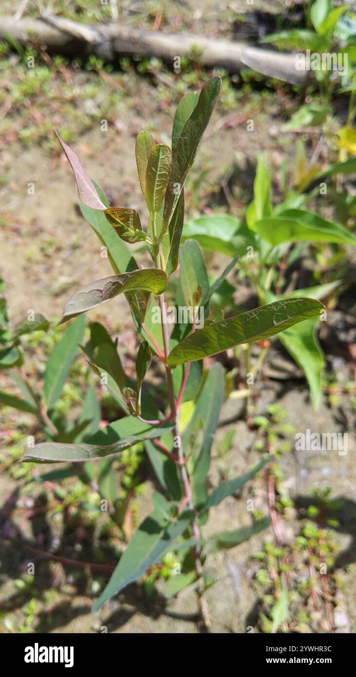 Virginia marsh St. John's-wort (Hypericum virginicum Stock Photo - Alamy