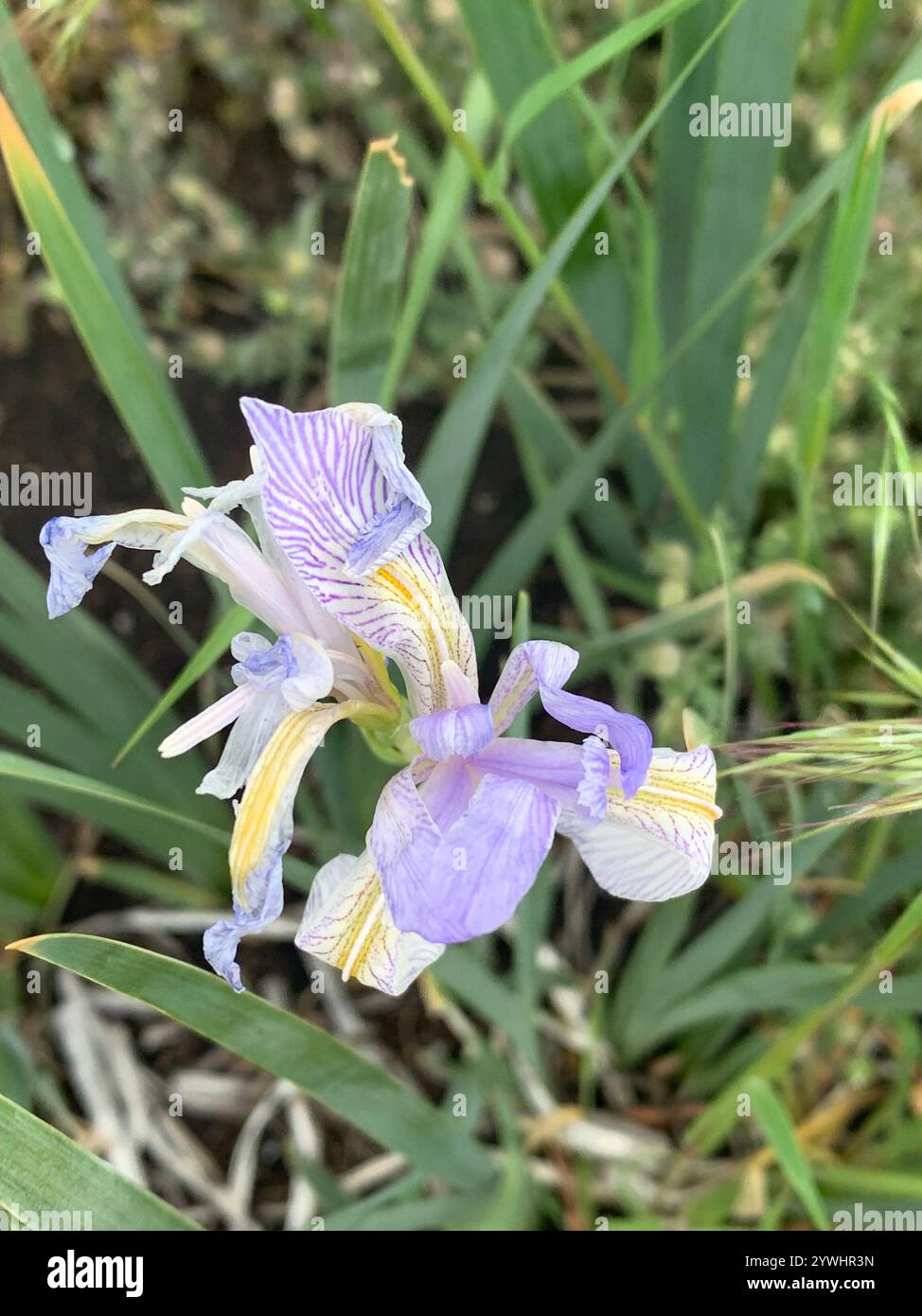 western blue flag (Iris missouriensis Stock Photo - Alamy